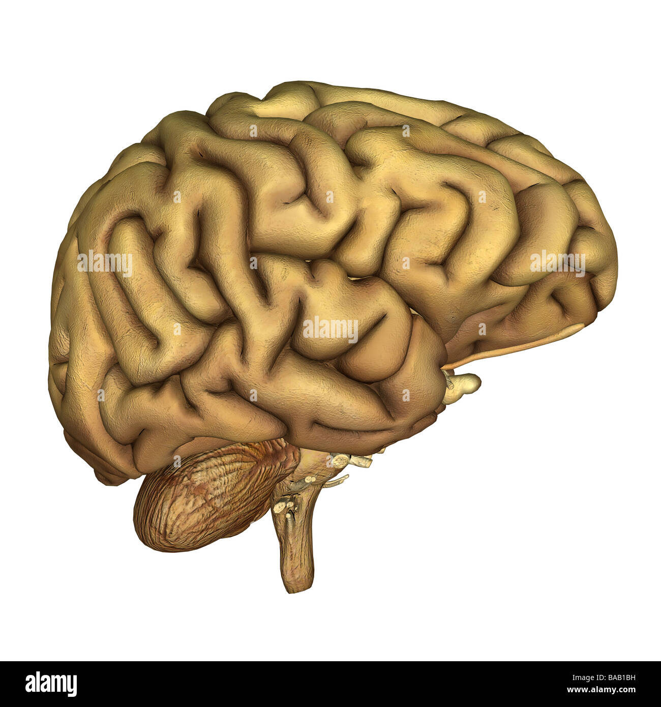 Cortex cerebri hi-res stock photography and images - Alamy