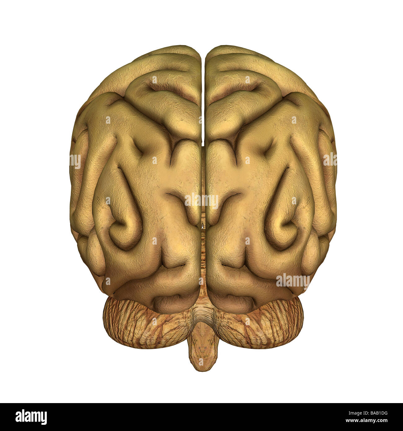Human nervous system cg hi-res stock photography and images - Alamy