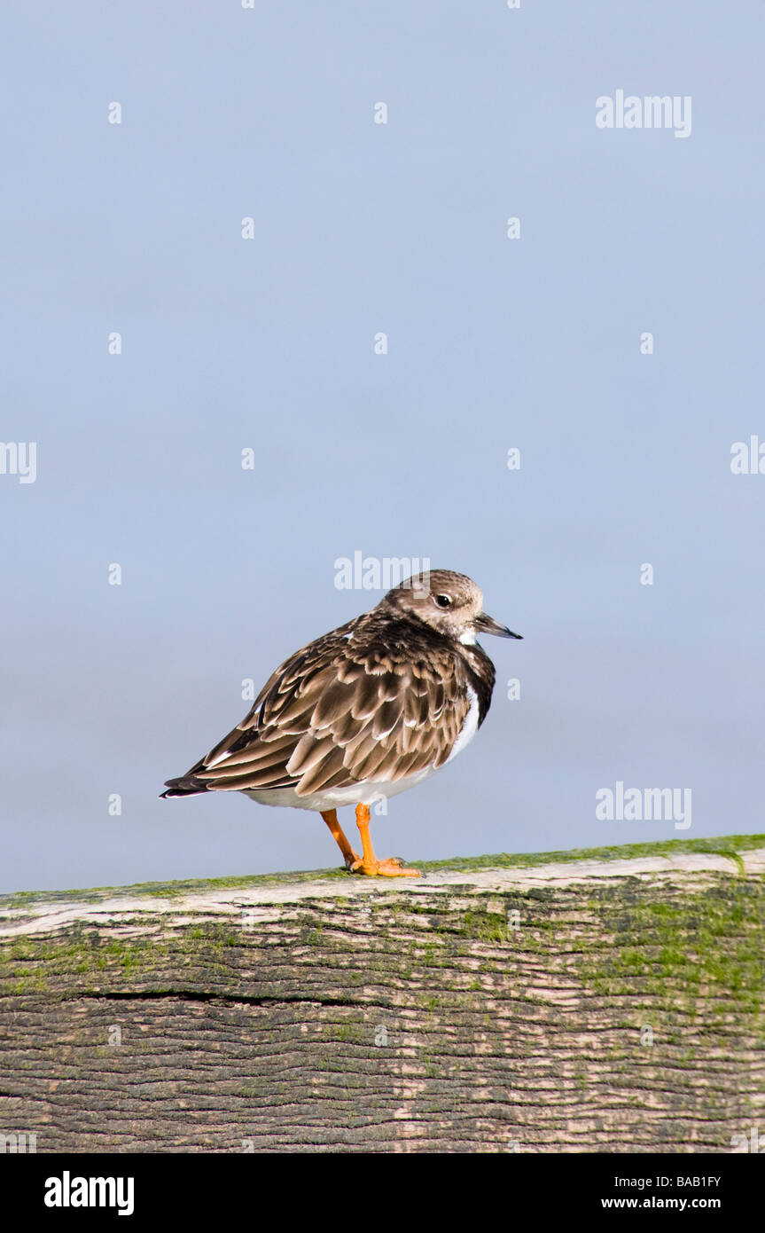 Turnstone flight hi-res stock photography and images - Alamy