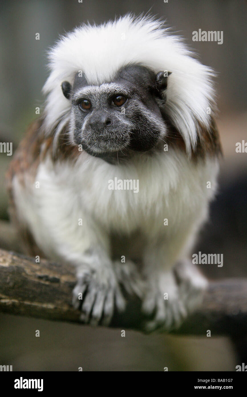 Tamarin High Resolution Stock Photography and Images - Alamy