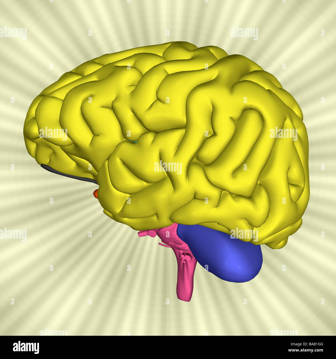 Med anatomie mensch hi-res stock photography and images - Alamy