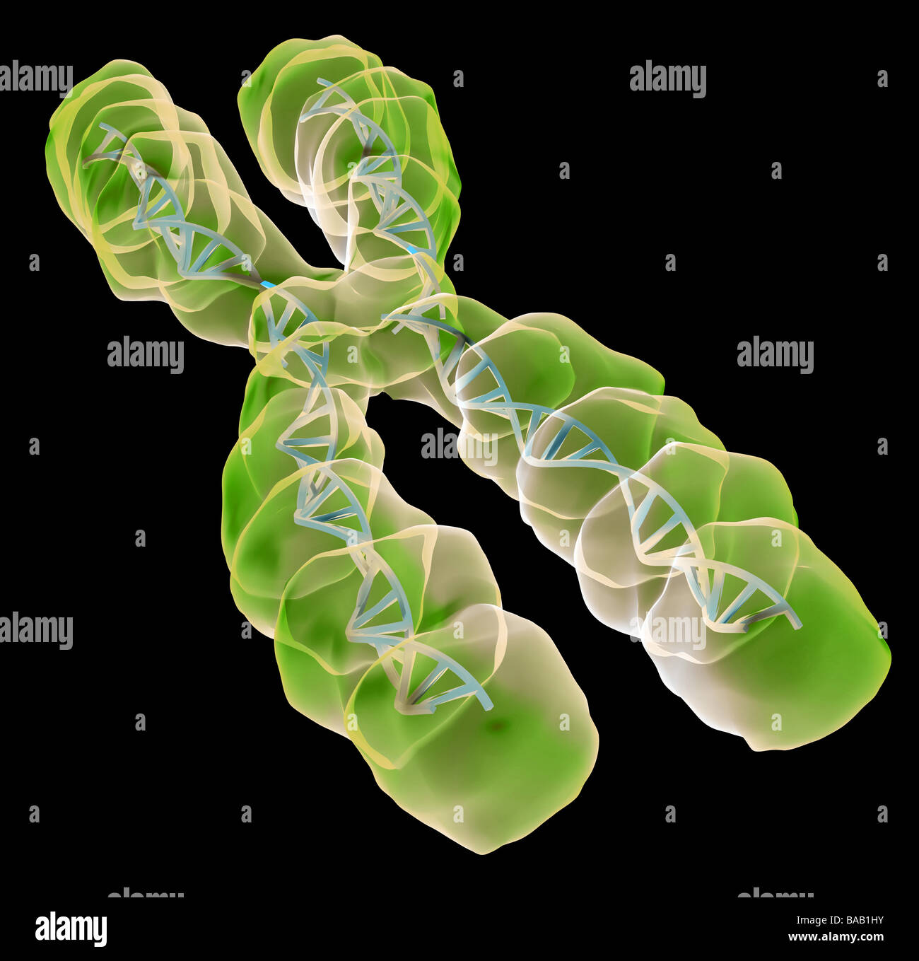 Chromosomen hi-res stock photography and images - Alamy