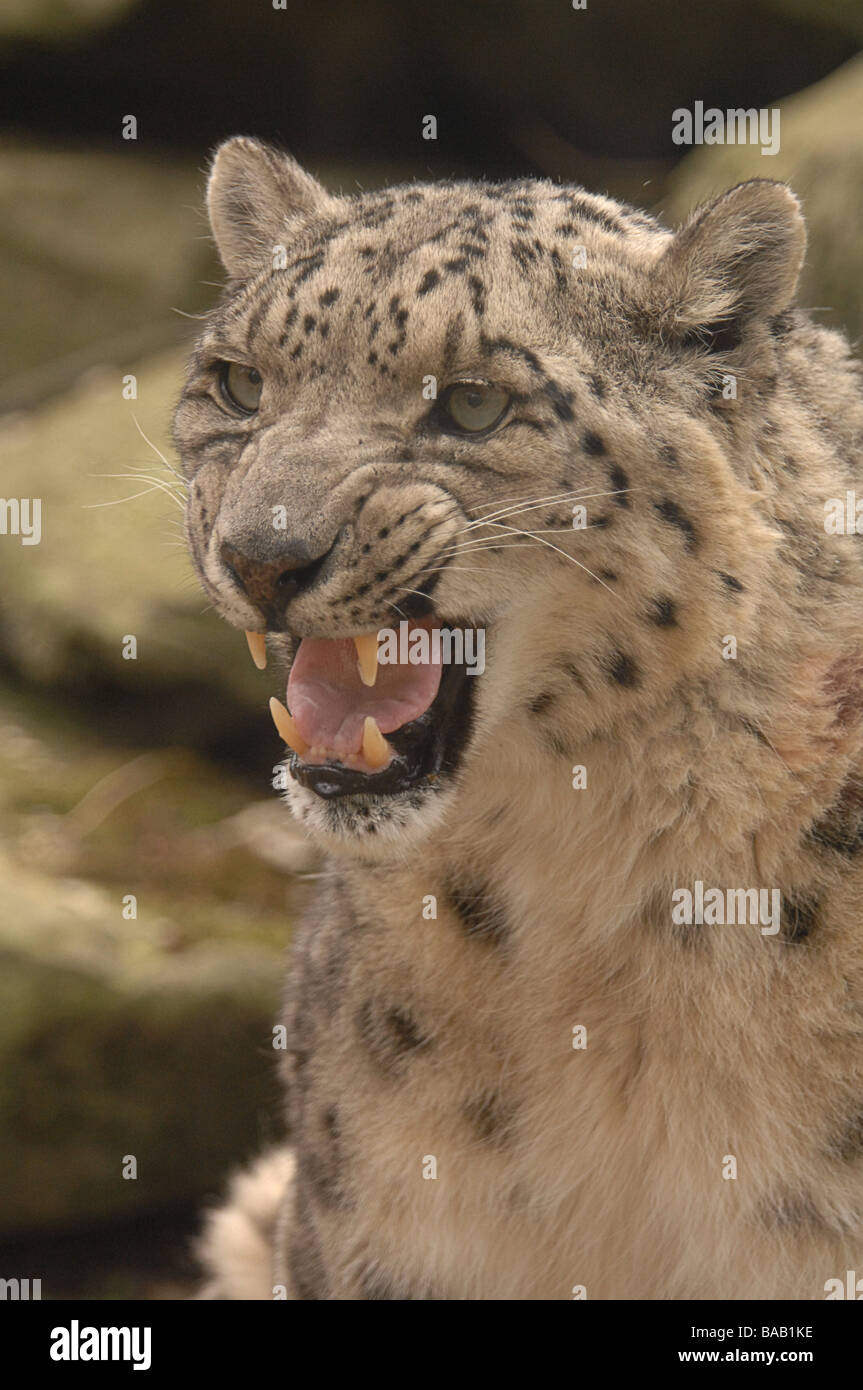 Snow leopard endangered hi-res stock photography and images - Alamy