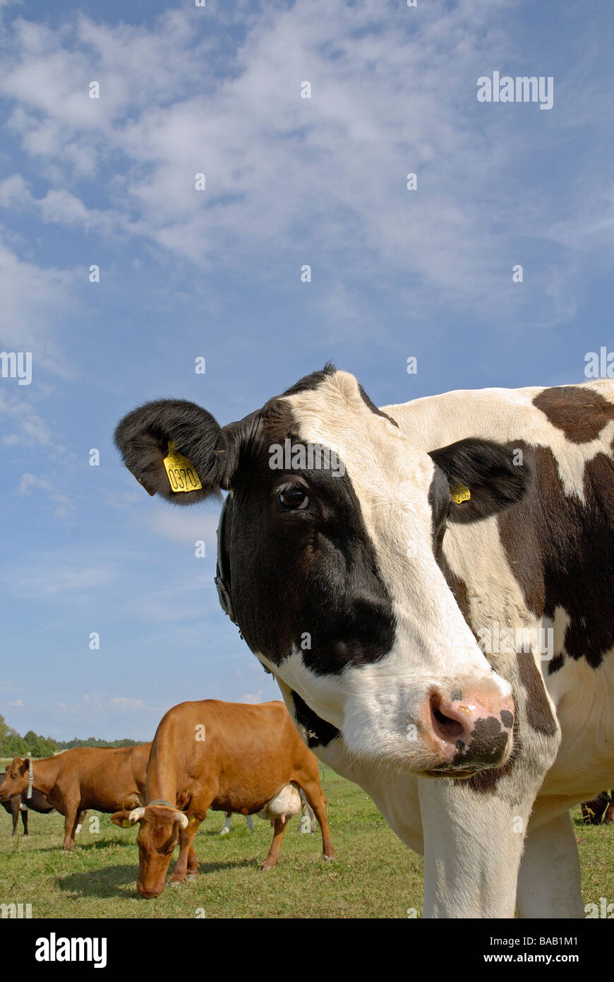 A cow Sweden Stock Photo - Alamy