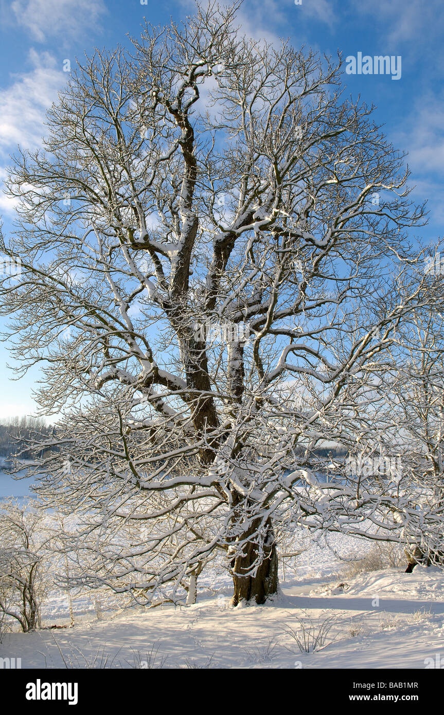A chestnut Sweden Stock Photo - Alamy