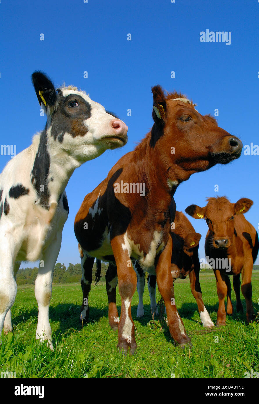 Cows in a enclosed pasture Sweden Stock Photo - Alamy