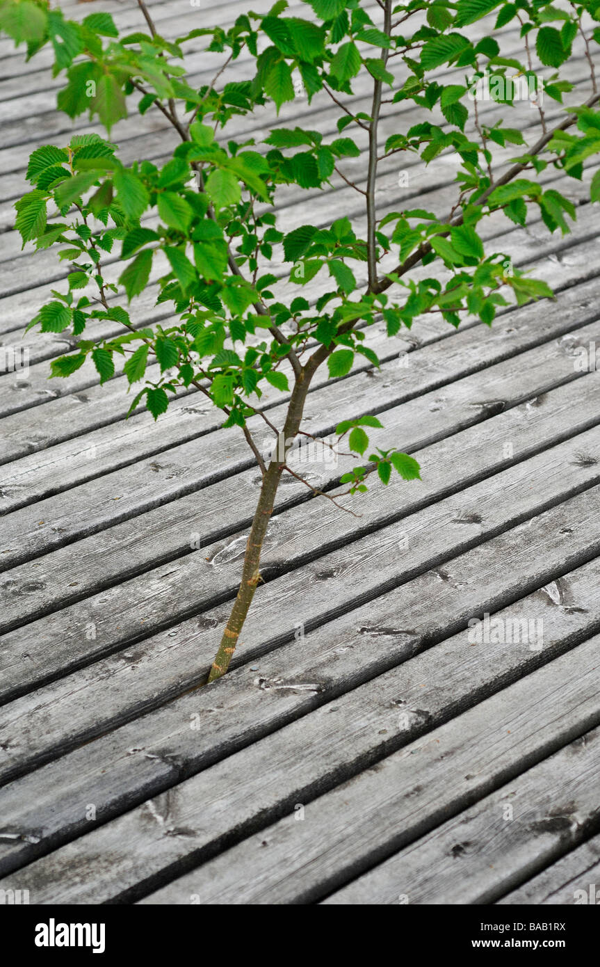 Narrow wooden planks hi-res stock photography and images - Alamy