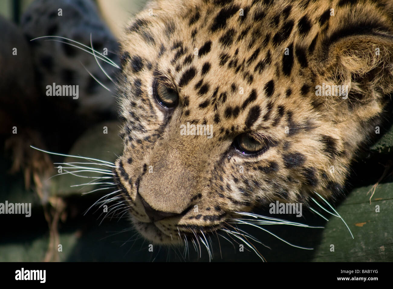 Cub face hi-res stock photography and images - Alamy