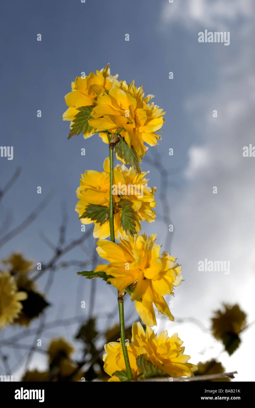 Gypsy blue flowers hi-res stock photography and images - Alamy