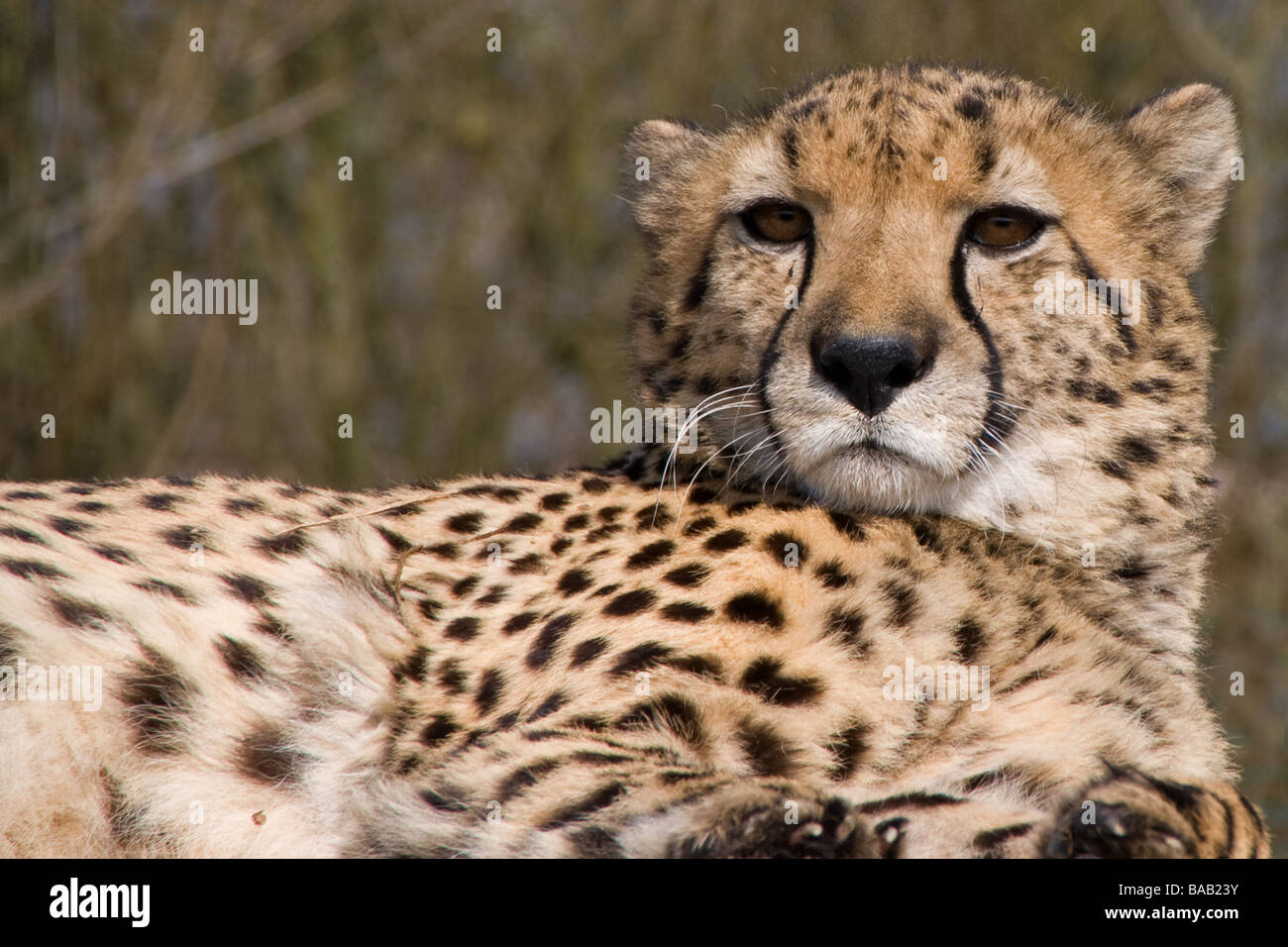 Cheetah markings hi-res stock photography and images - Alamy