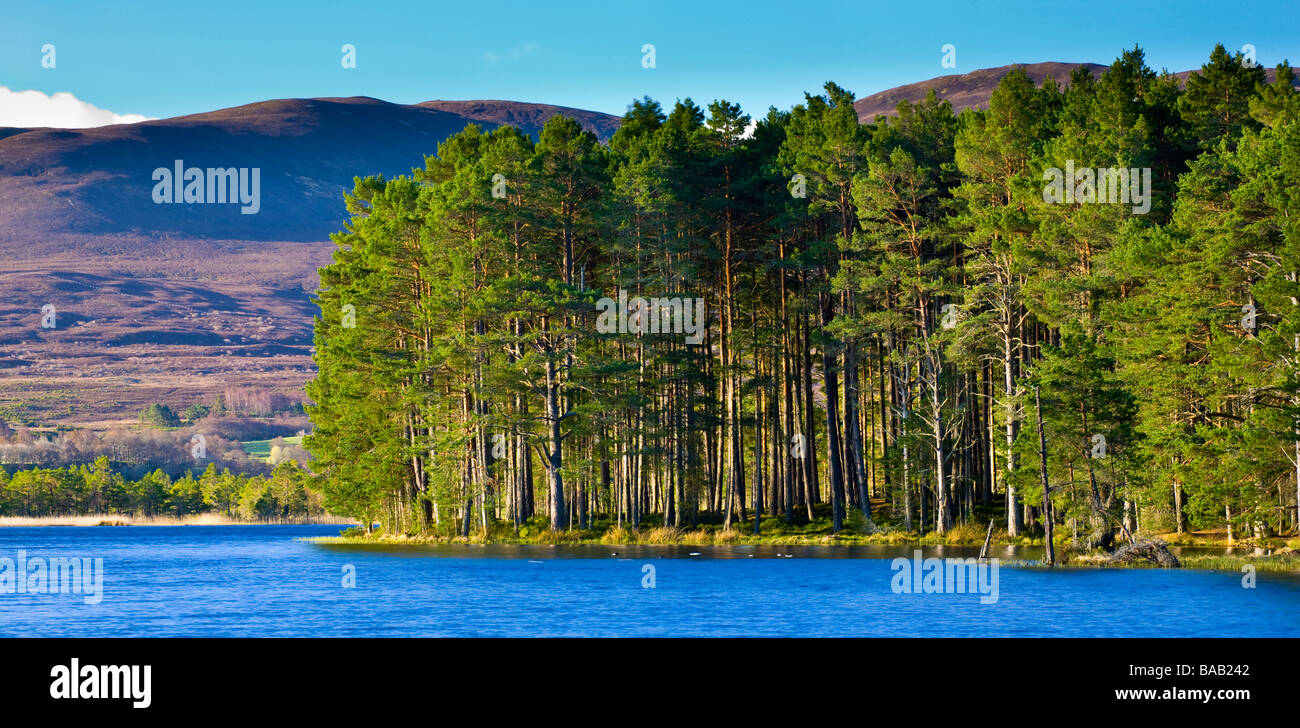 Scotland Scottish Highlands Cairngorms National Park Loch Garten ...