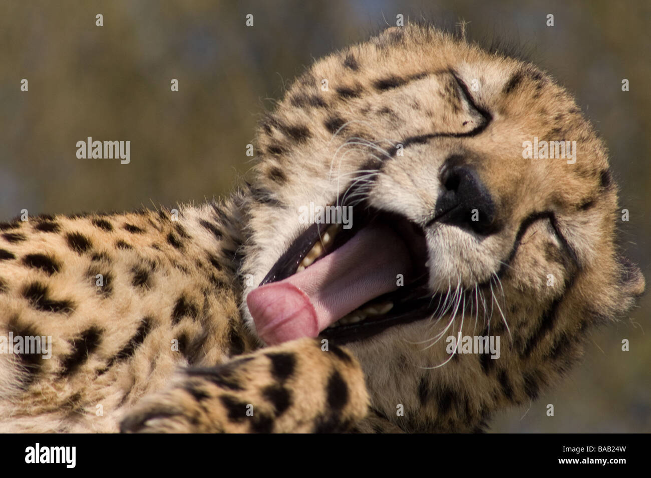 Cheetah yawn hi-res stock photography and images - Alamy