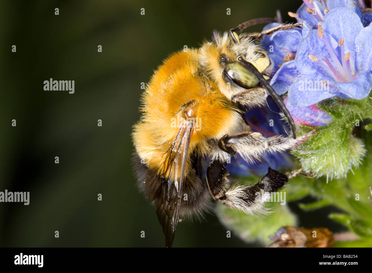 Bee Collecting Nectar from Flower Stock Photo - Alamy