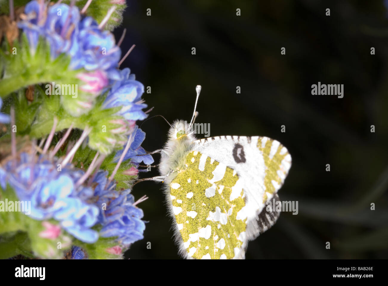 Macro shot butterfly hi-res stock photography and images - Alamy