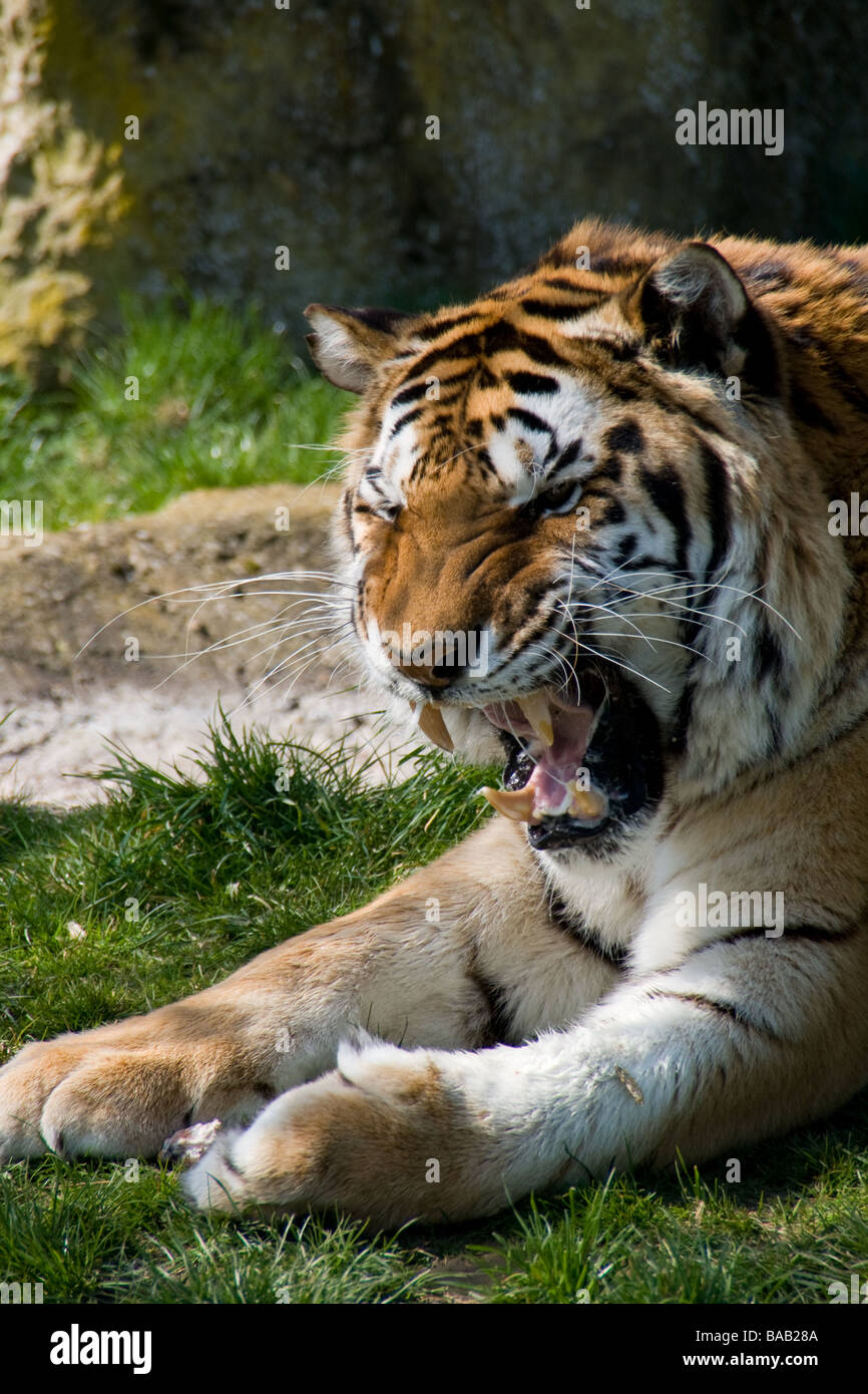 Snarling Tiger