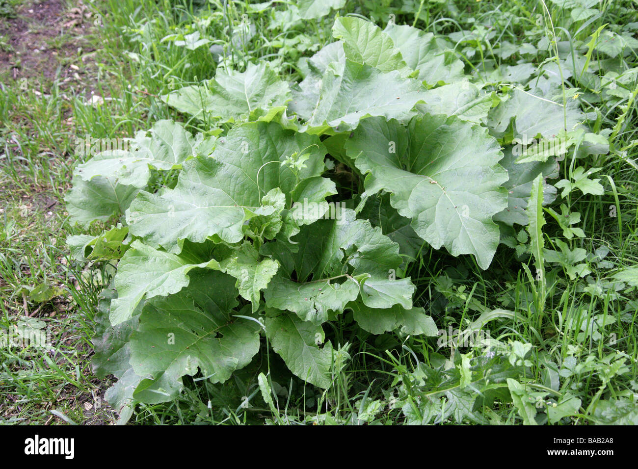 Lesser Burdock, Arctium minus, Asteraceae, aka Burweed, Louse-bur, and ...