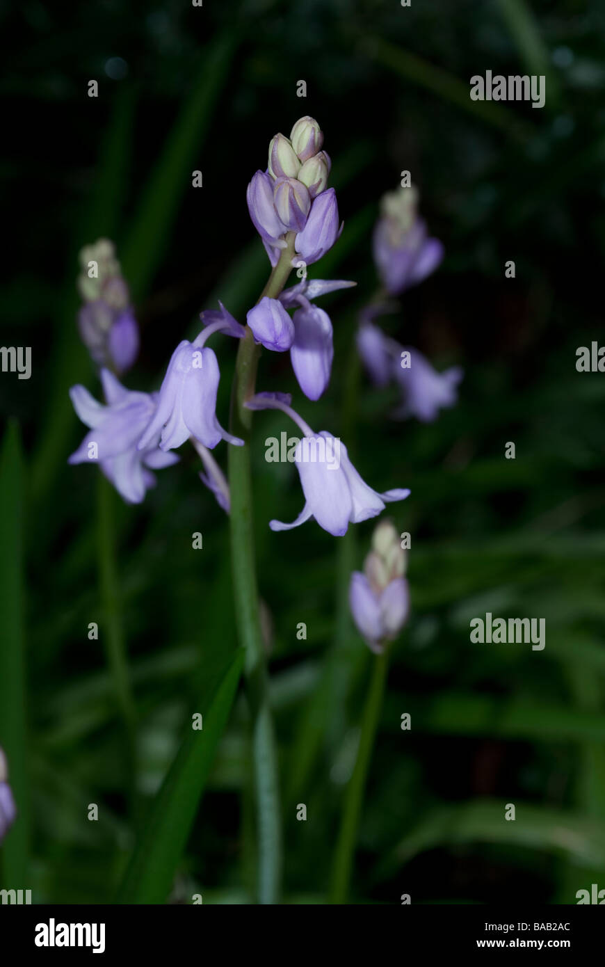 Bluebell circle hi-res stock photography and images - Alamy