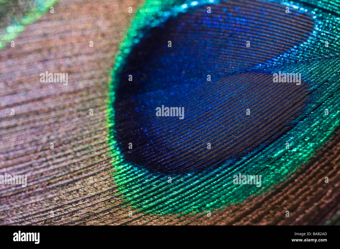 Colour peacock hi-res stock photography and images - Alamy