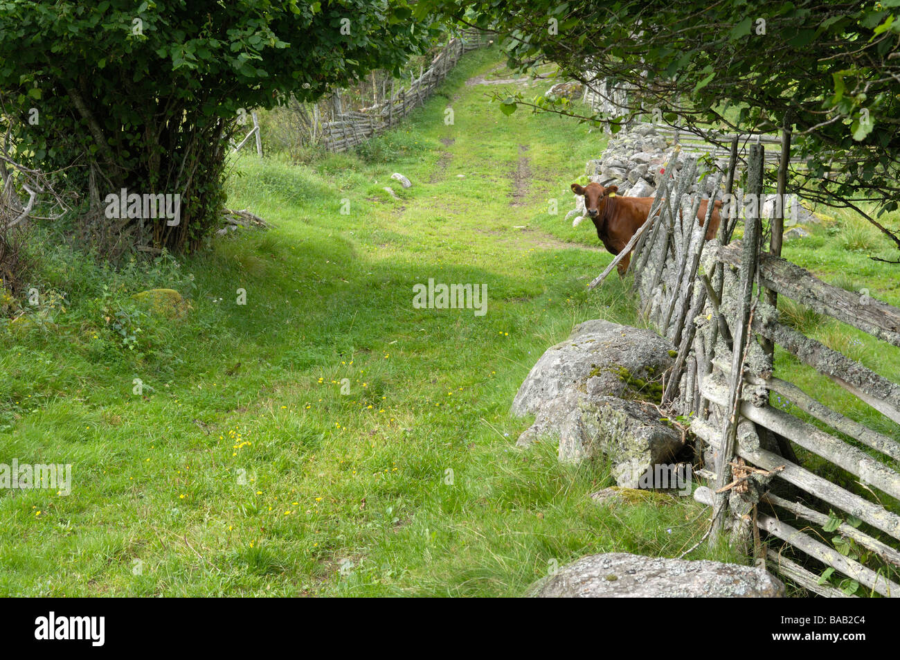 Old cow path road hi-res stock photography and images - Alamy