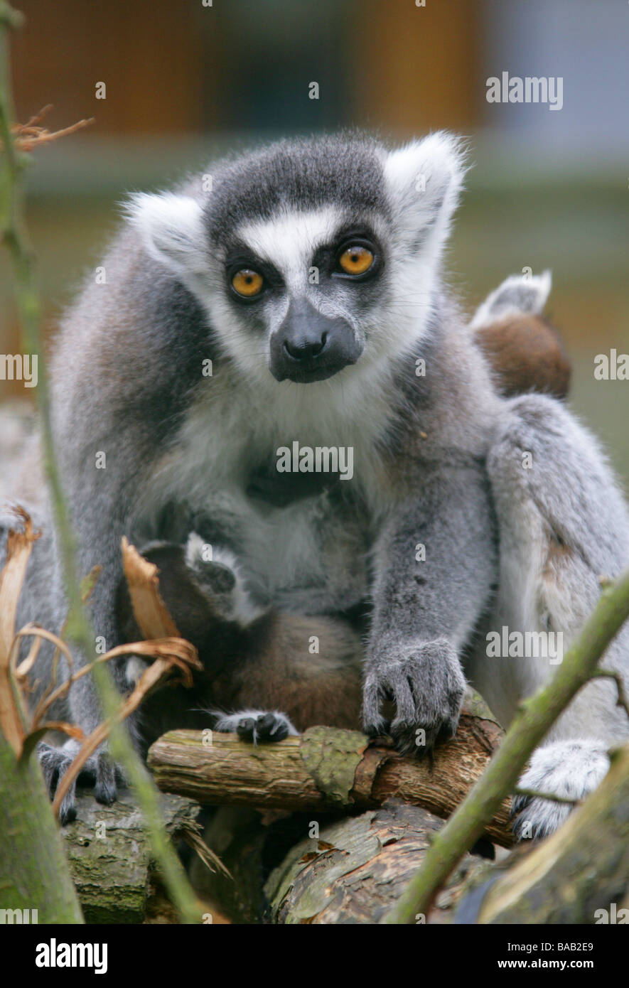 Ring-tailed Lemur with Two Babies, Lemur catta, Lemuridae Stock Photo ...