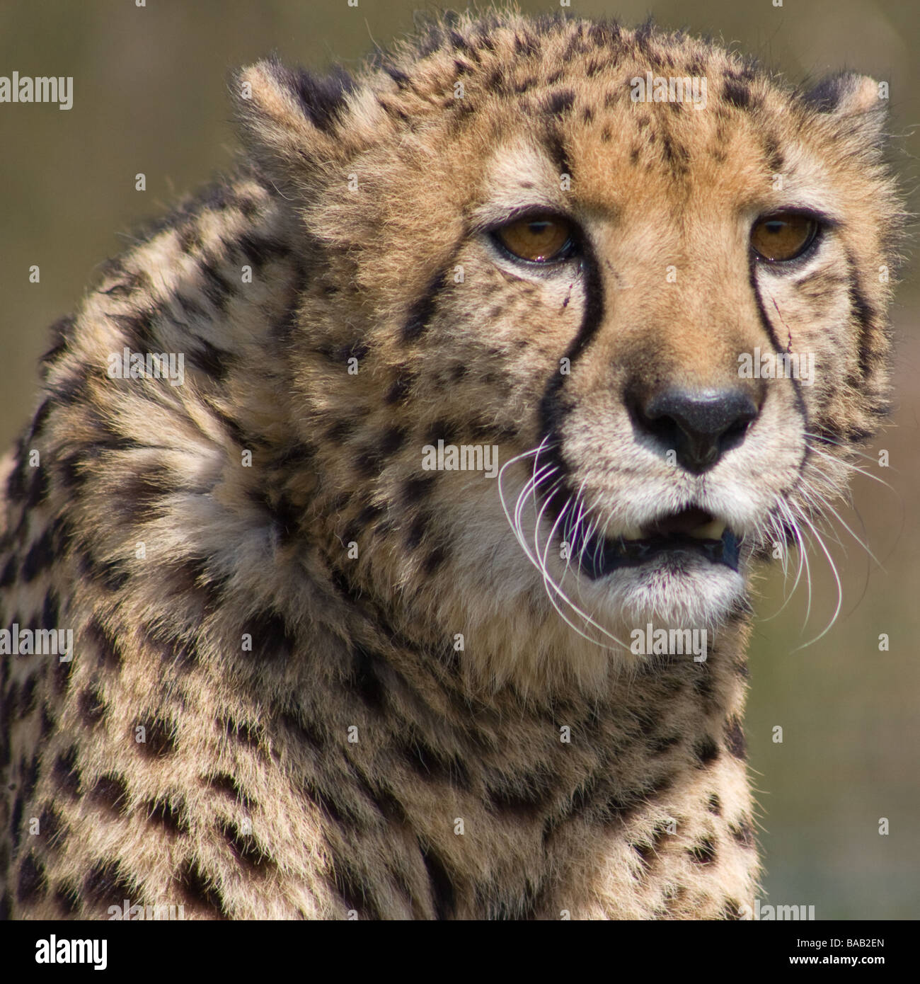 Sad cheetah hi-res stock photography and images - Alamy