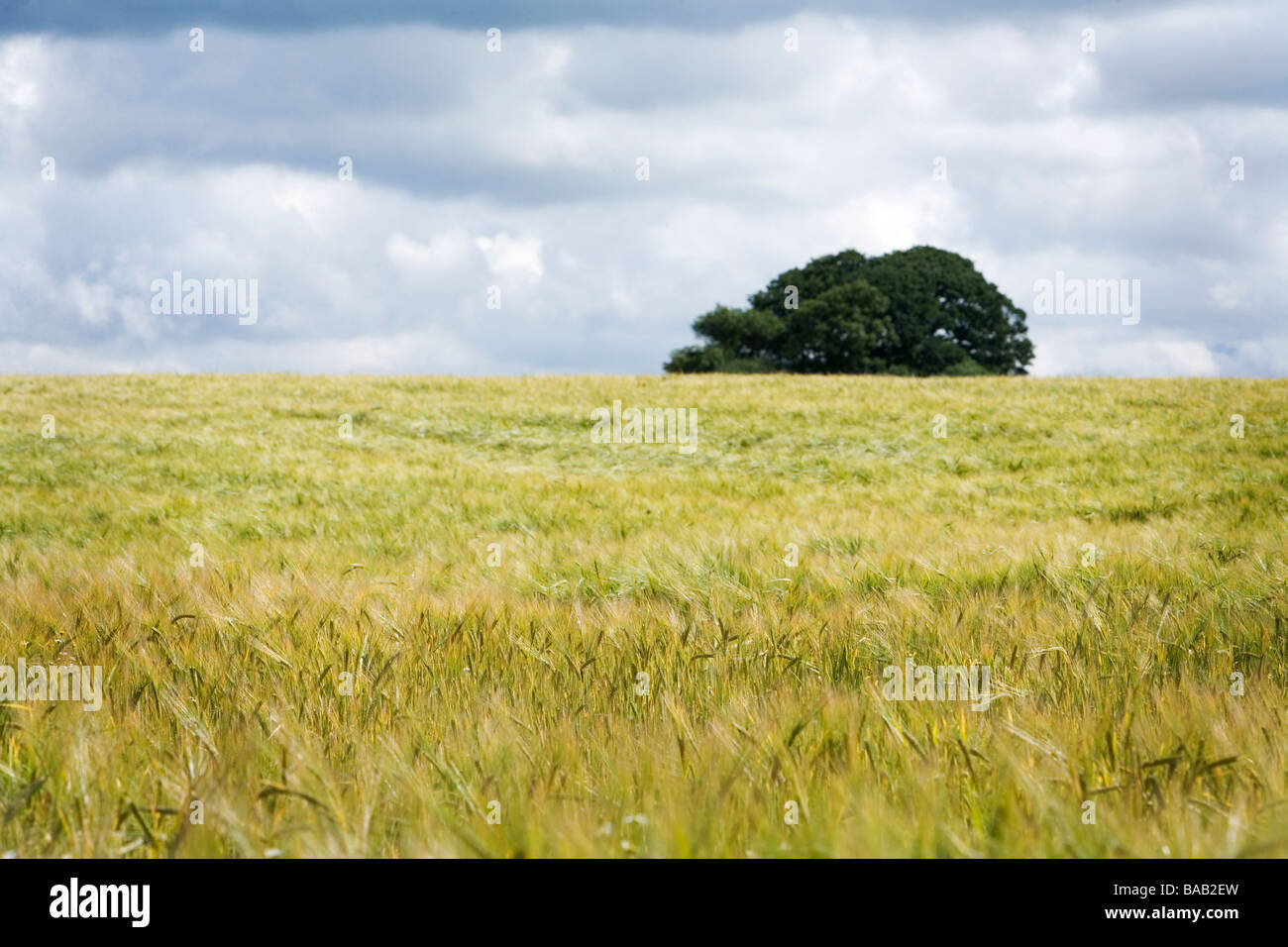 Field of corn, Skane, Sweden Stock Photo - Alamy