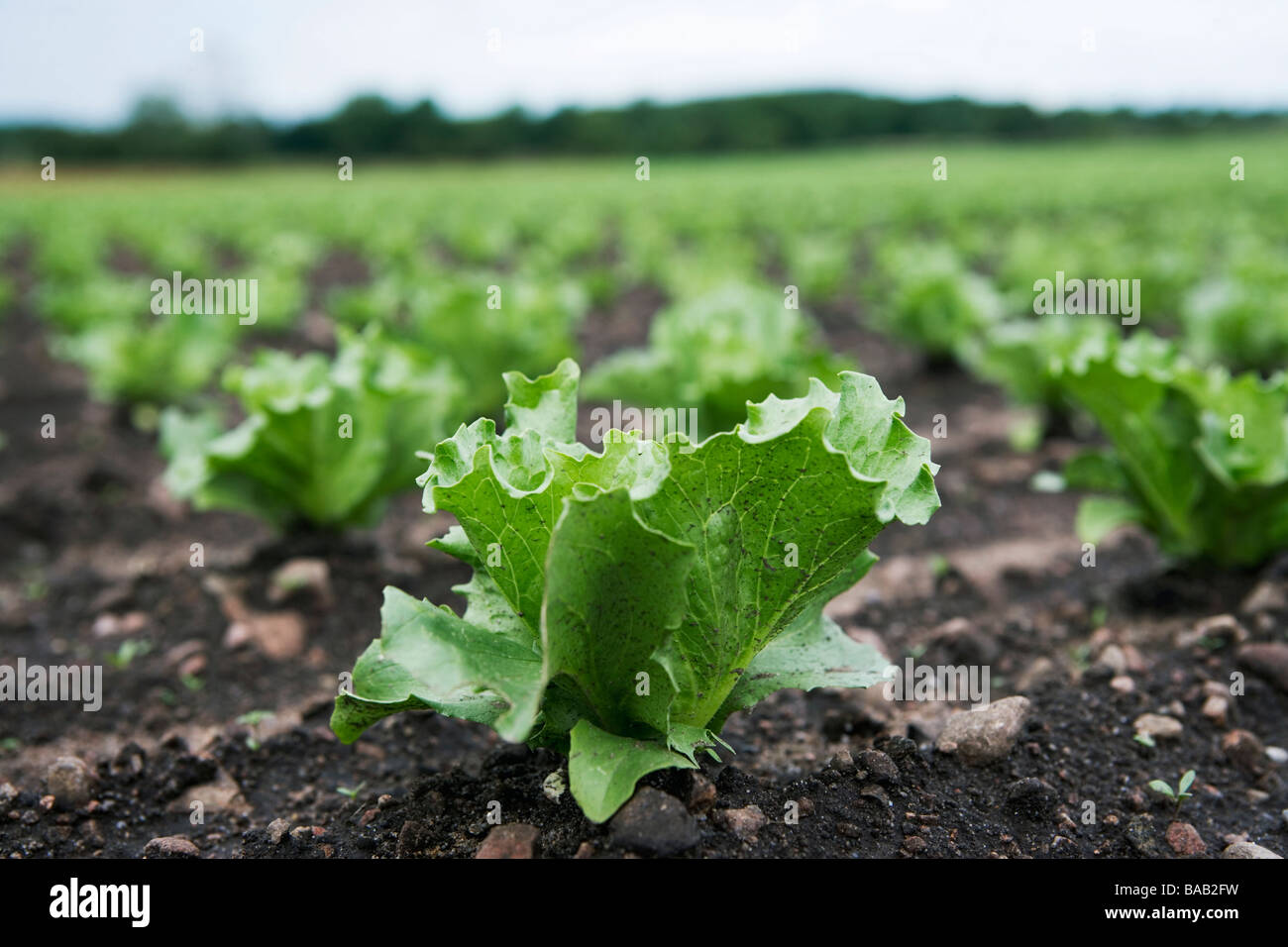 Lettuce plantation, Skane, Sweden Stock Photo - Alamy