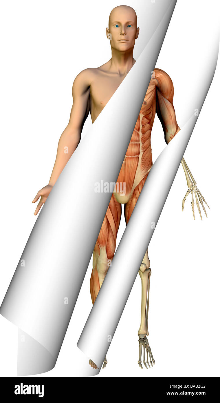 Sinewy Body High Resolution Stock Photography and Images - Alamy