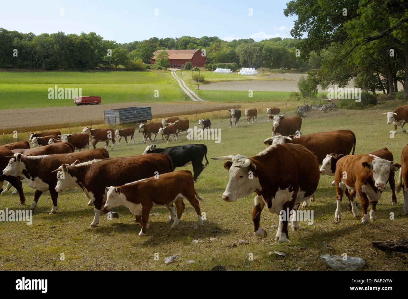 Swedish cows hi-res stock photography and images - Alamy