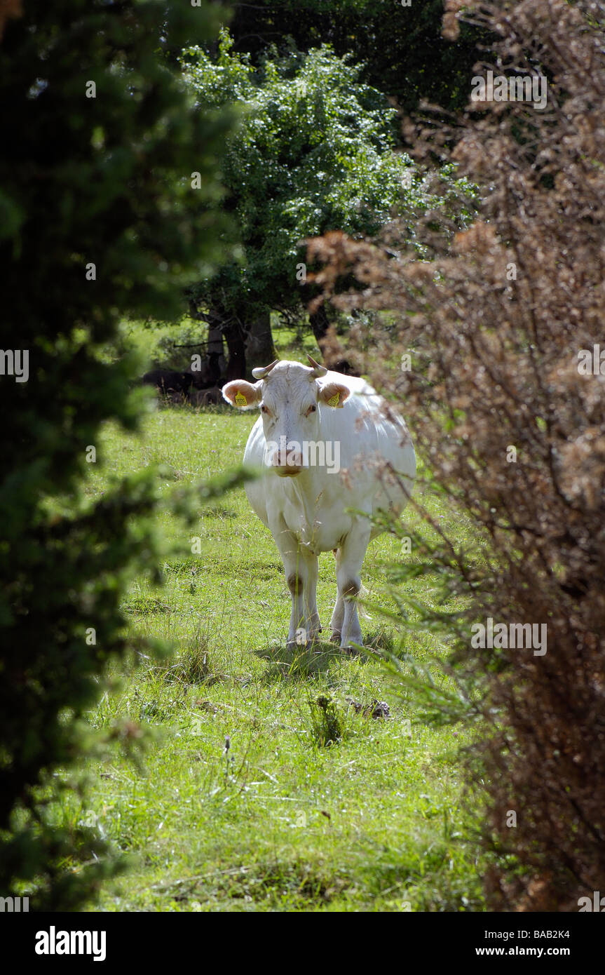 A white cow Sweden Stock Photo - Alamy