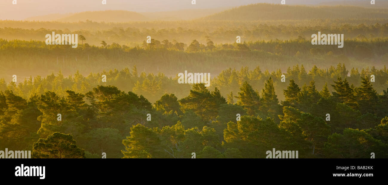 Scotland Scottish Highlands Cairngorms National Park Mist rising at ...
