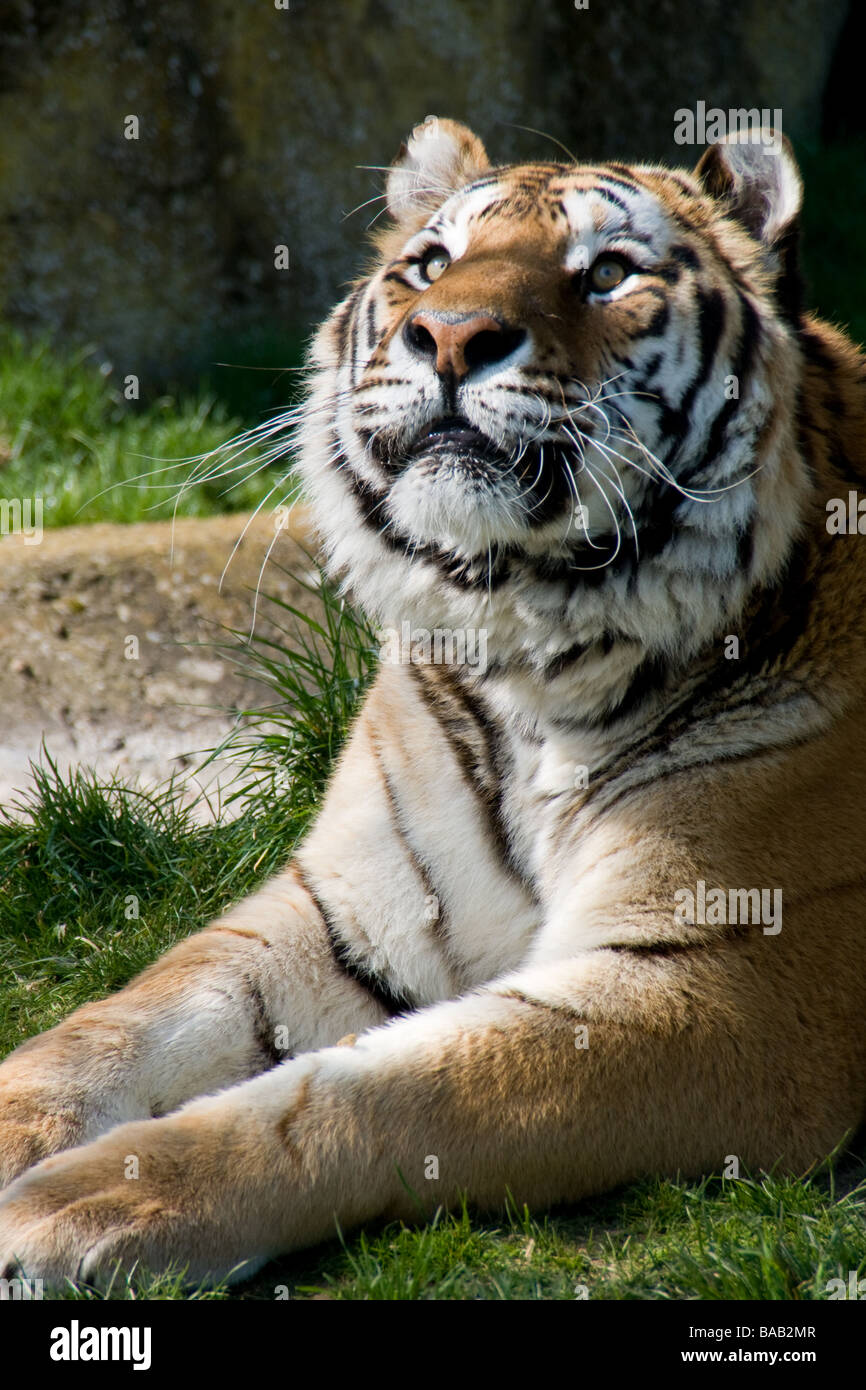 Tiger looking upwards Stock Photo - Alamy