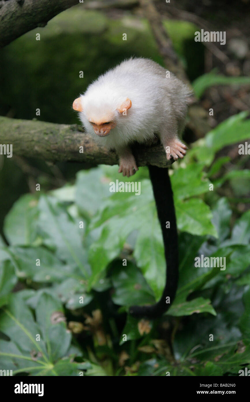 Silver marmoset hi-res stock photography and images - Alamy