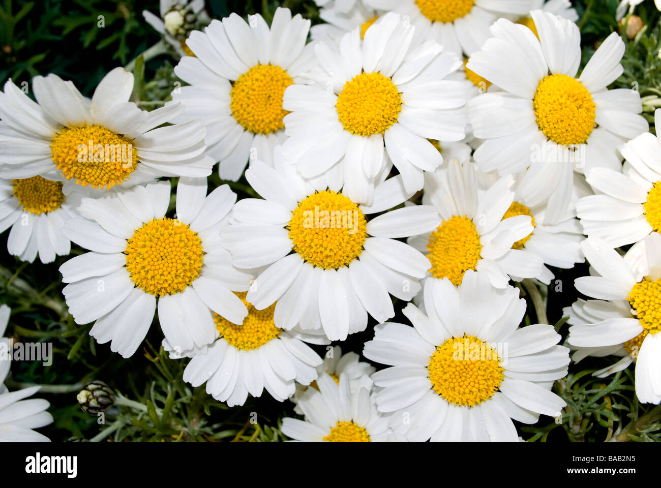 Daisy clusters daisies Stock Photo - Alamy