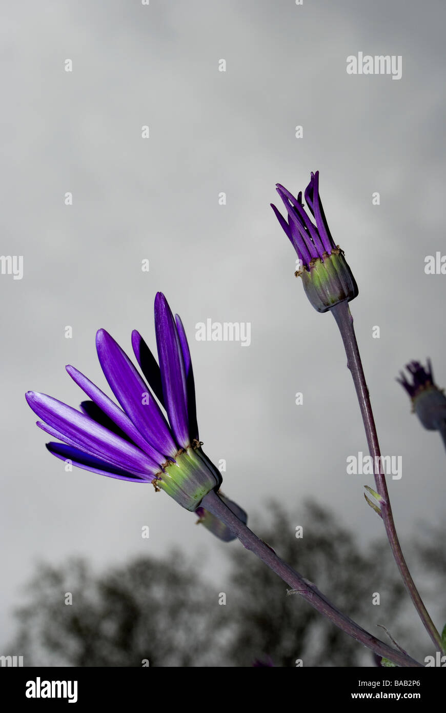 Vibrant purple flower stands hi-res stock photography and images - Alamy
