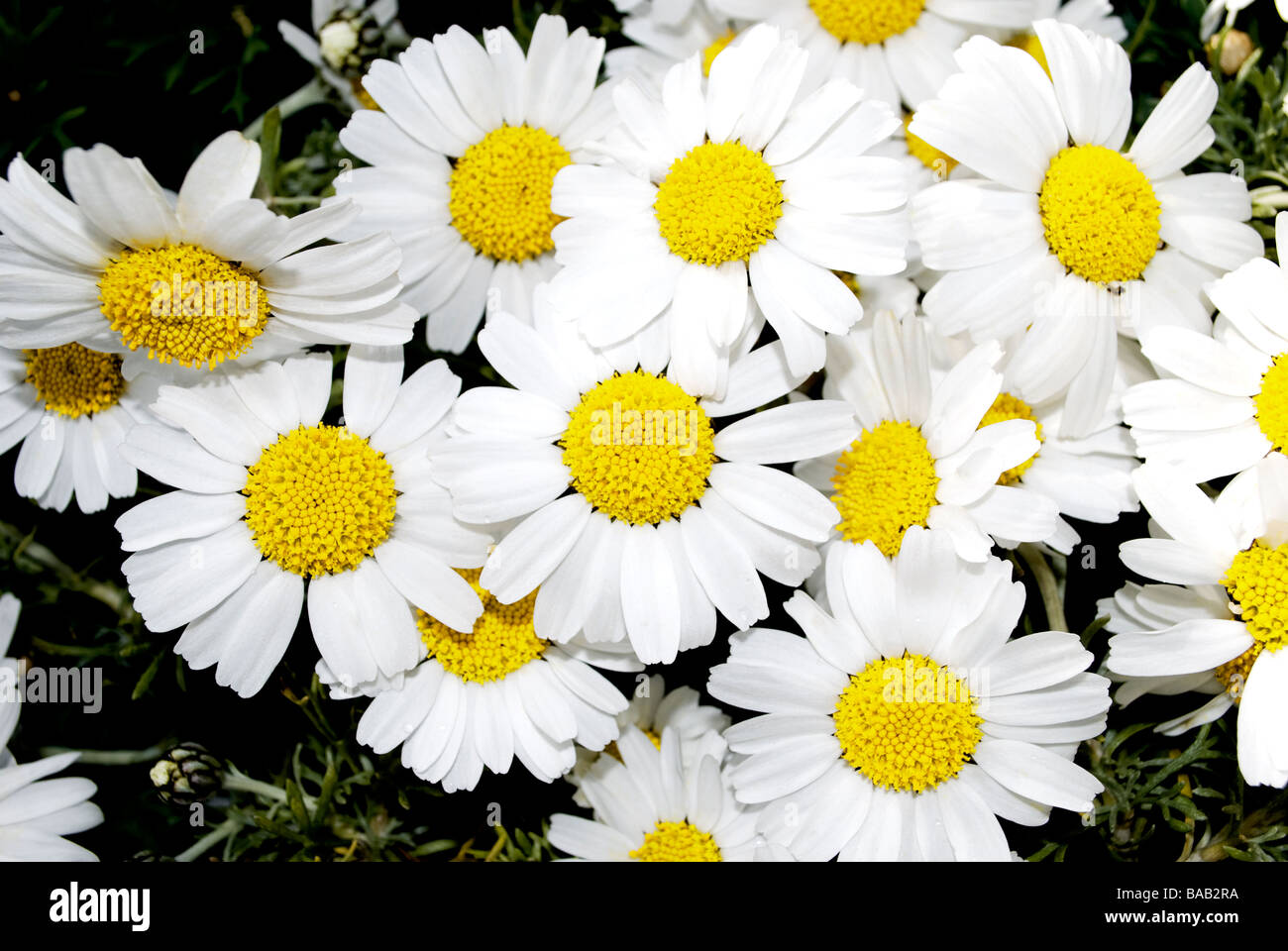 Daisy clusters daisies Stock Photo - Alamy