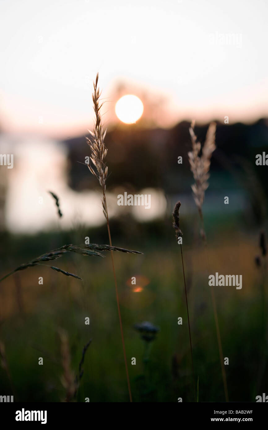 A blade of grass, Sweden Stock Photo - Alamy