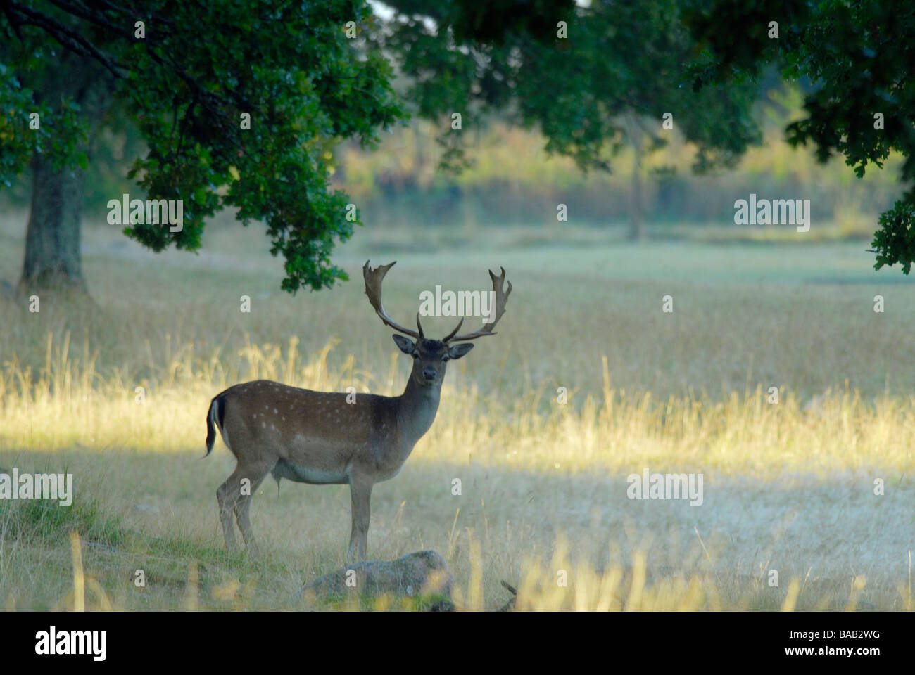 A fallow deer Sweden Stock Photo - Alamy