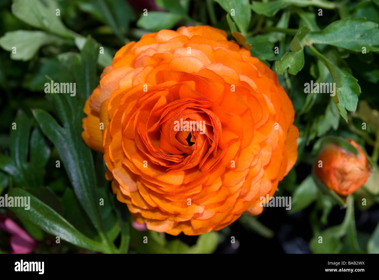Orange Flower multiple petals Stock Photo - Alamy