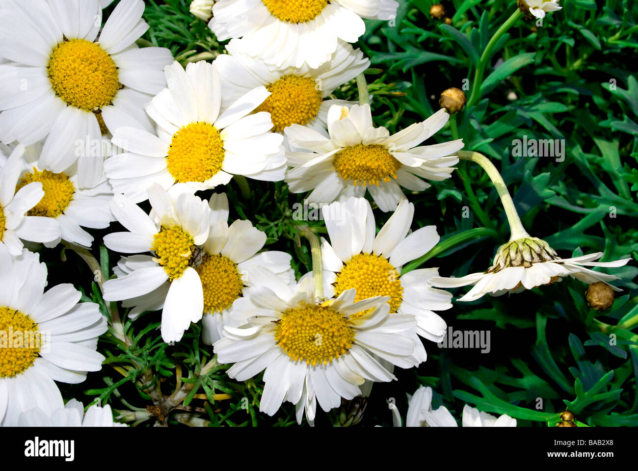 Daisy clusters daisies Stock Photo - Alamy