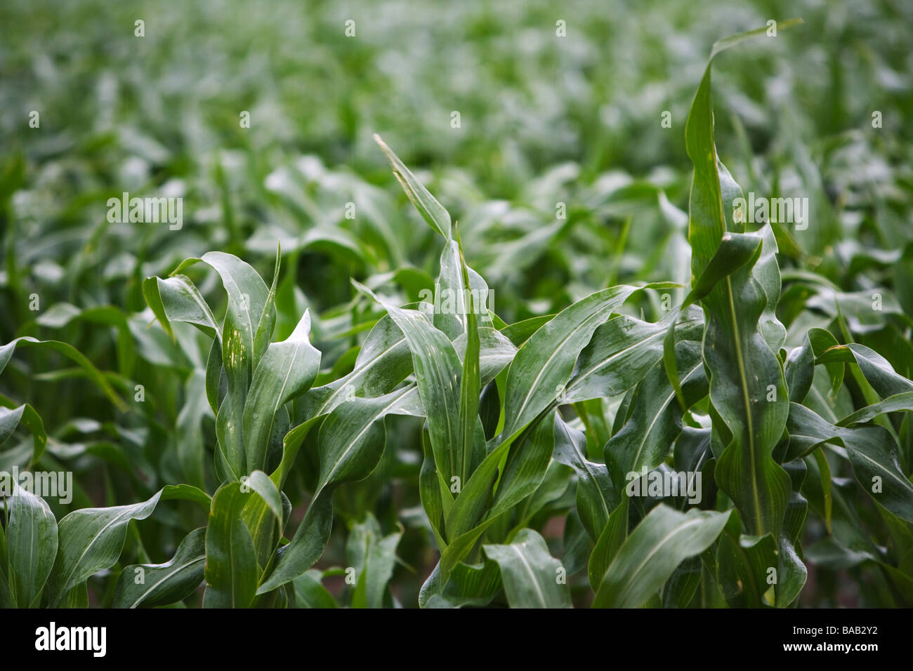 Plantation grains hi-res stock photography and images - Alamy