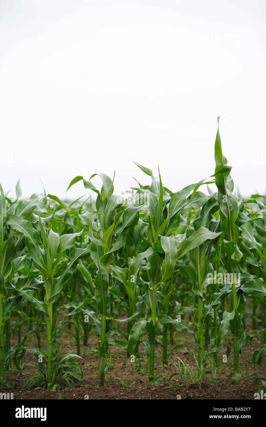 Corn plantation, Skane, Sweden Stock Photo - Alamy