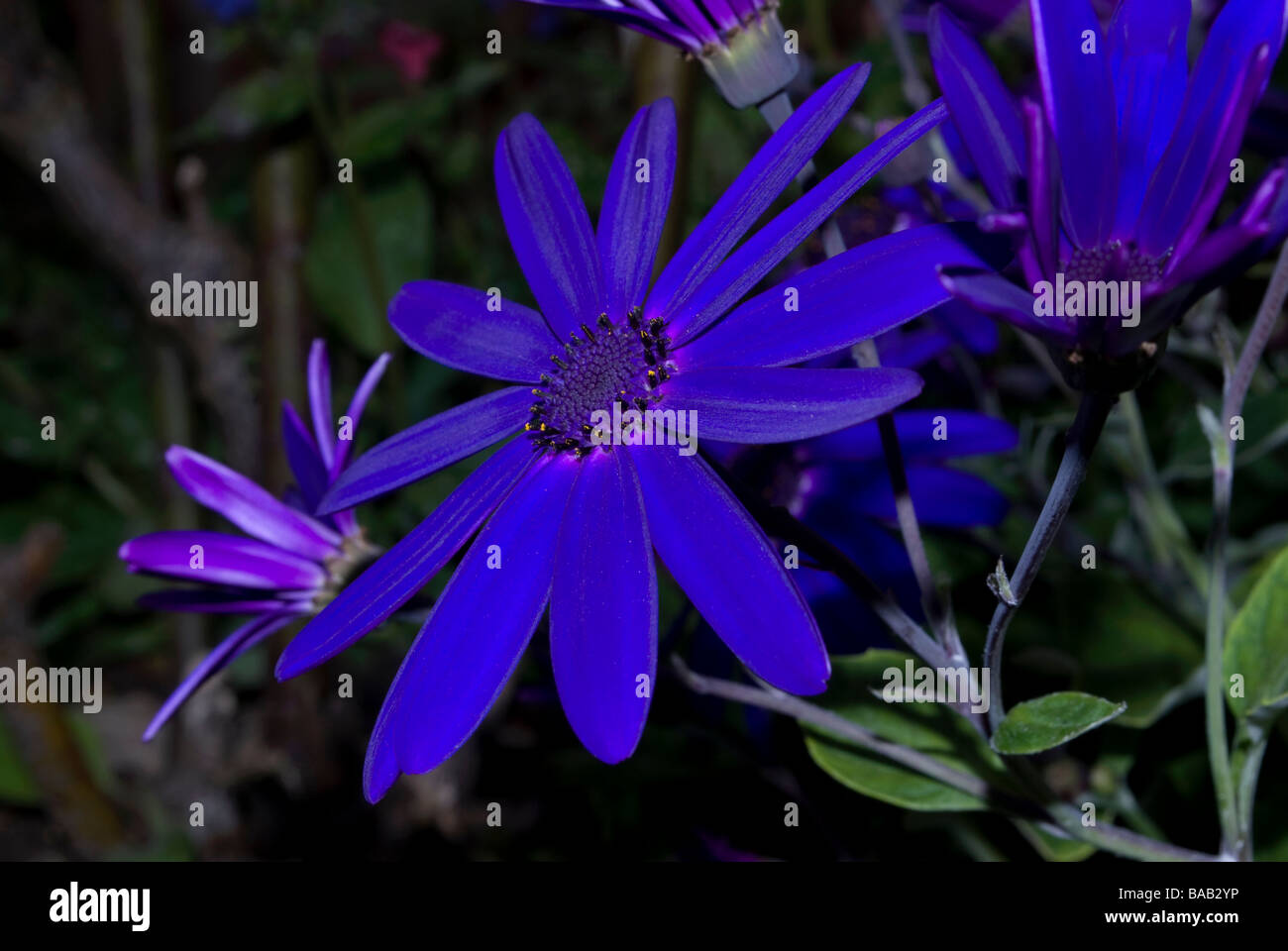Strong blue flowers hi-res stock photography and images - Alamy