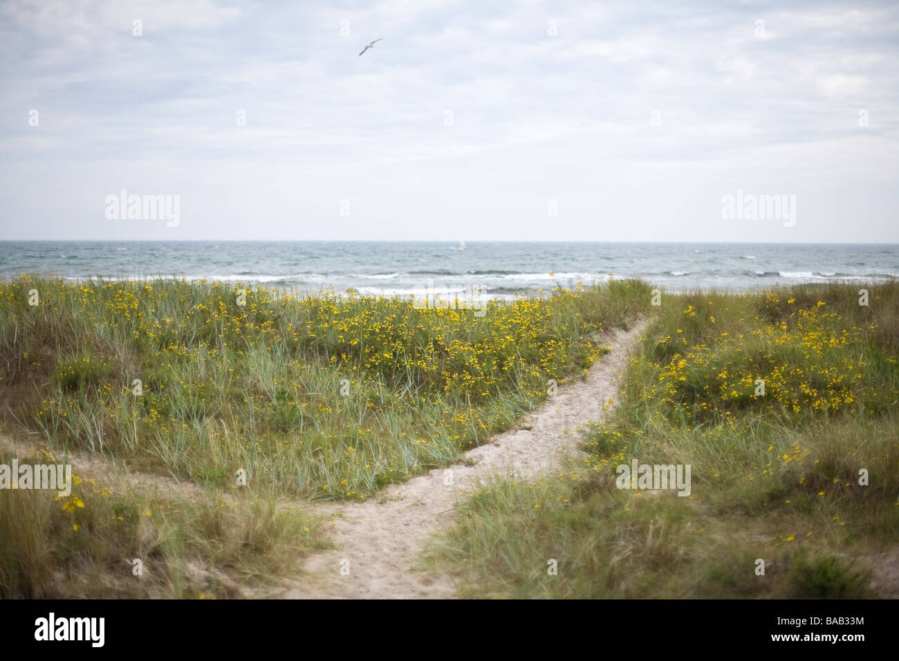 A beach, Gotland Sweden Stock Photo - Alamy
