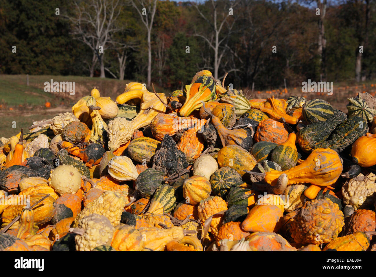 Autumn on a field with a large pile of squashes American farming close ...