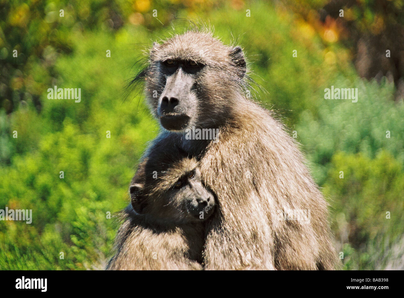 Mother & Baby Baboon, Cape Point, South Africa Stock Photo - Alamy