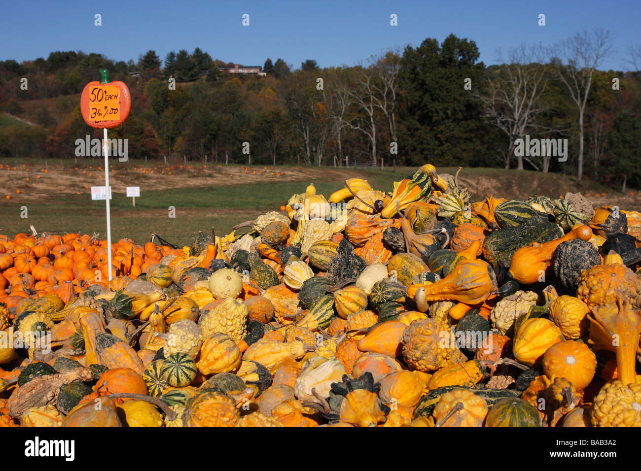 American harvest view on a field with squashes Hocking Hills in Ohio ...
