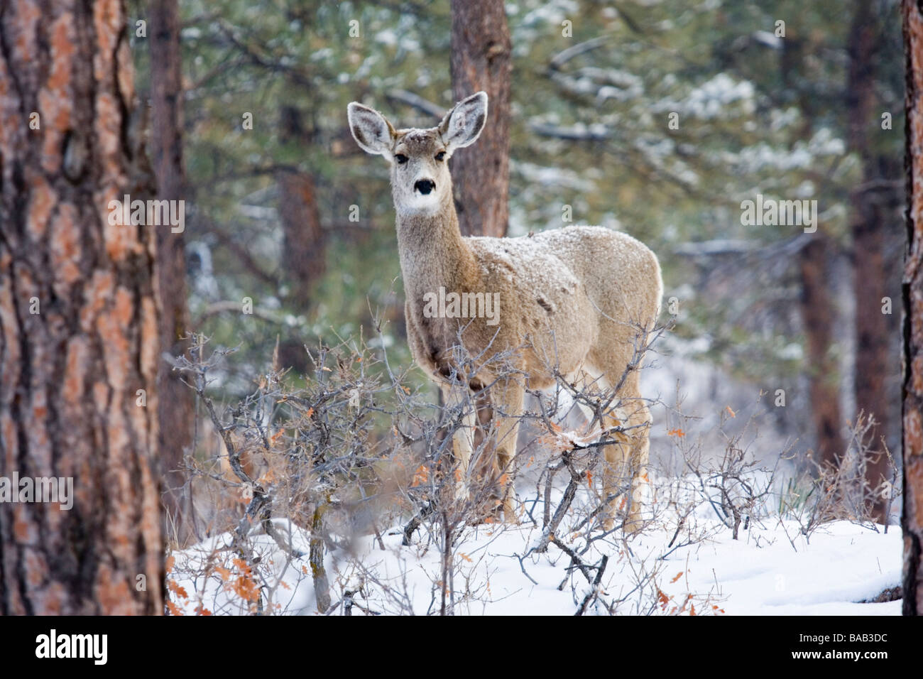 mule deer in a heavy spring Colorado snowstorm Stock Photo - Alamy