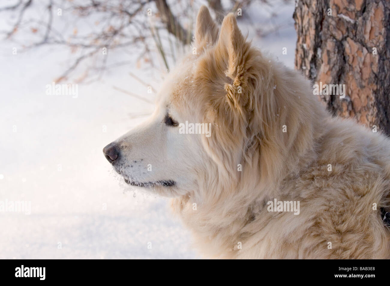 Samoyed sled hi-res stock photography and images - Alamy