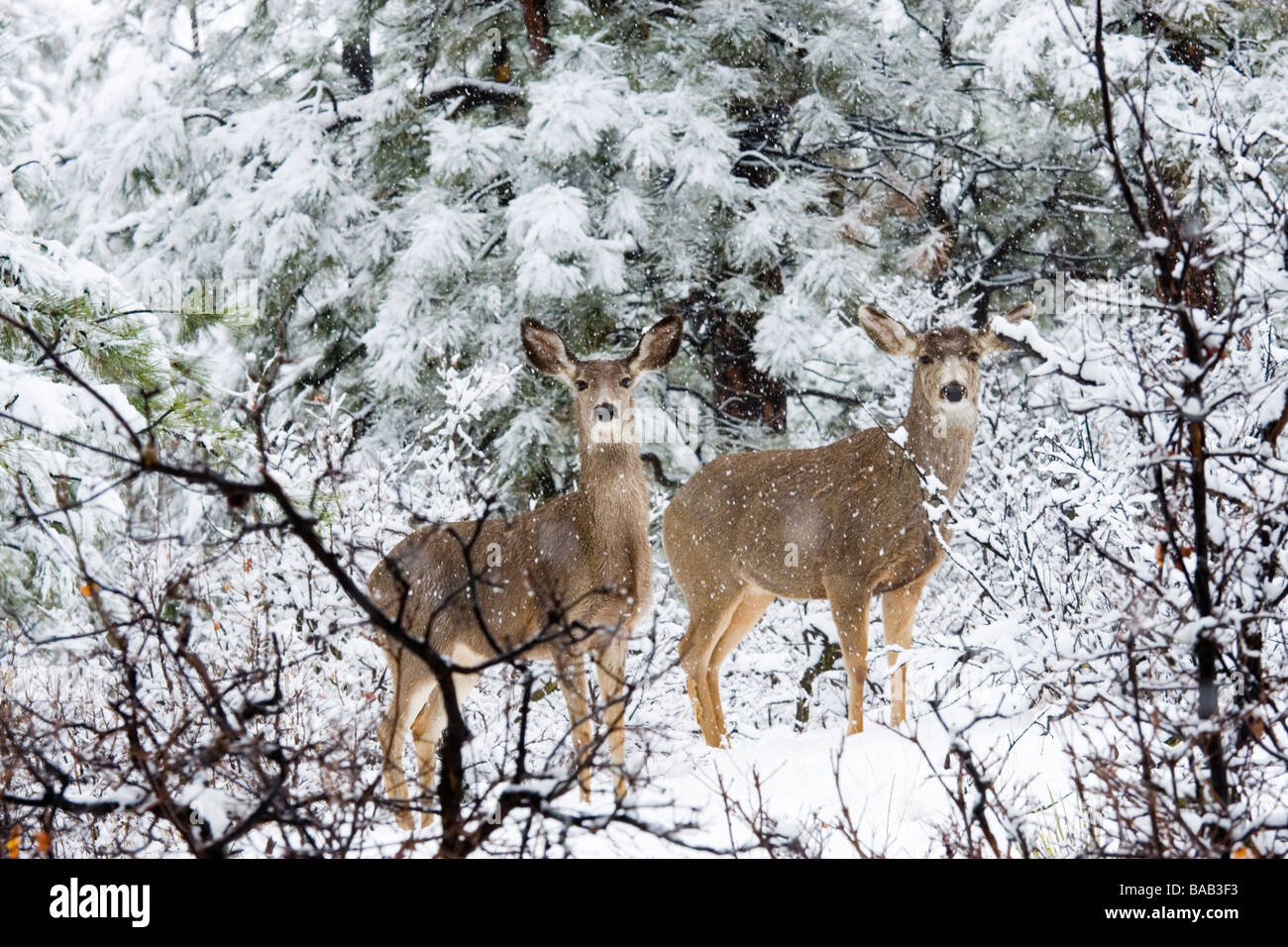 mule deer in a heavy spring Colorado snowstorm Stock Photo - Alamy